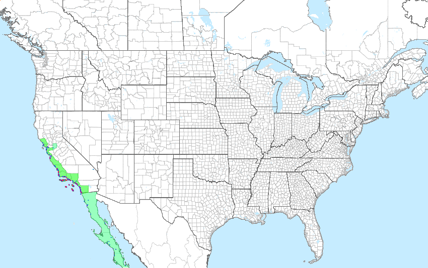 Extriplex californica